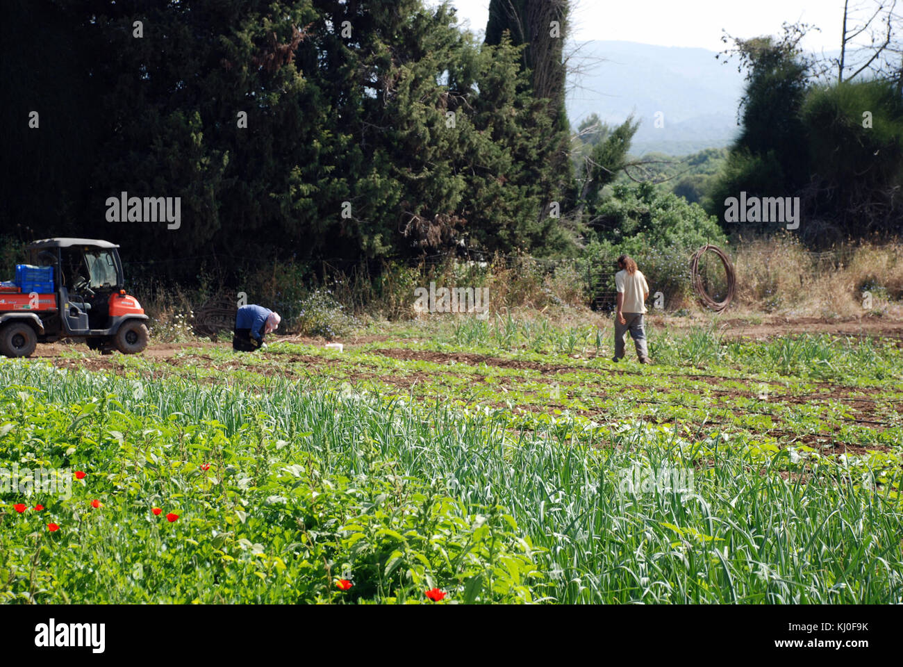 Israel 39935 Geography of Israel Stock Photo - Alamy