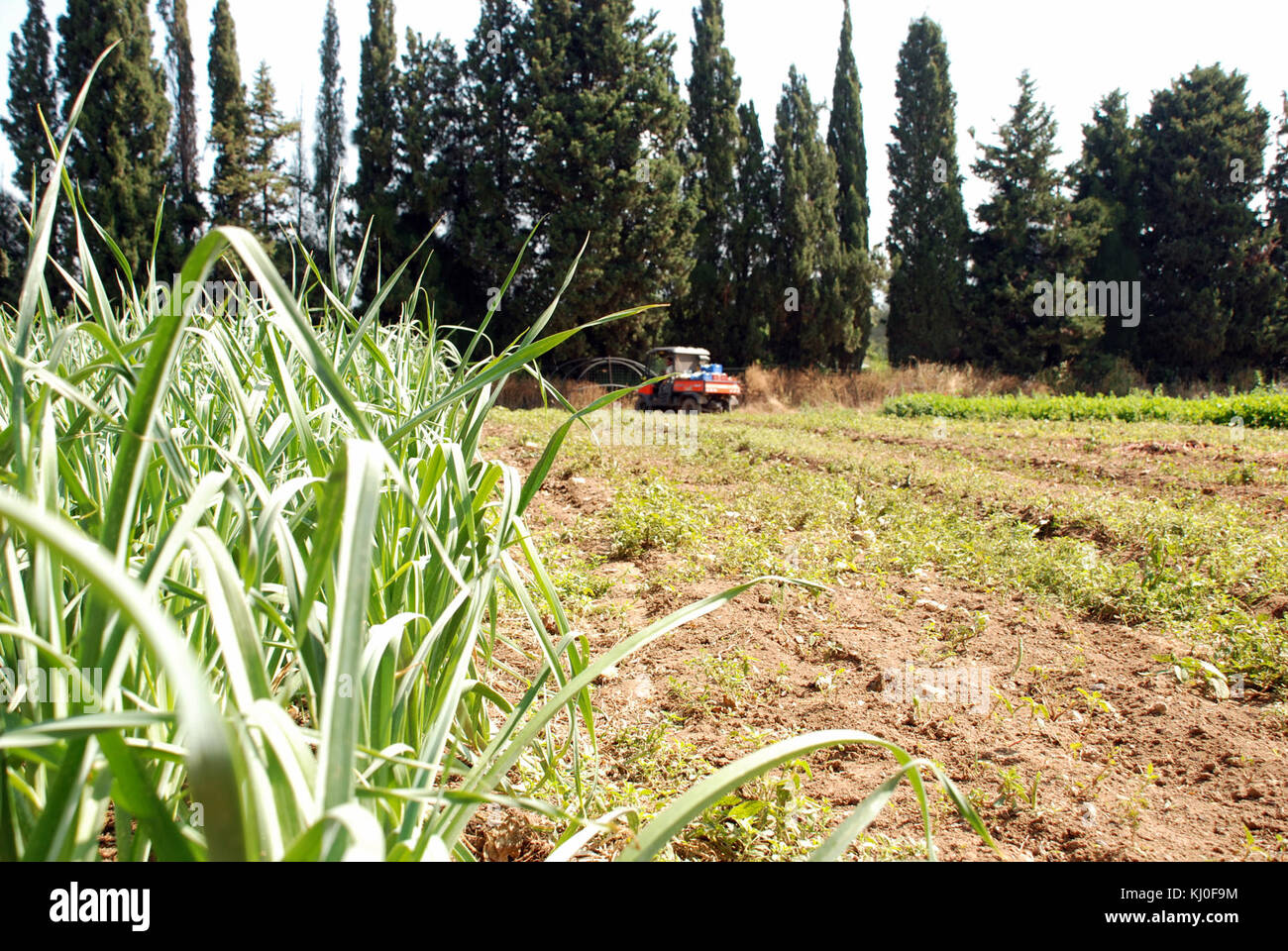 Israel 39934 Plants of Israel Stock Photo - Alamy