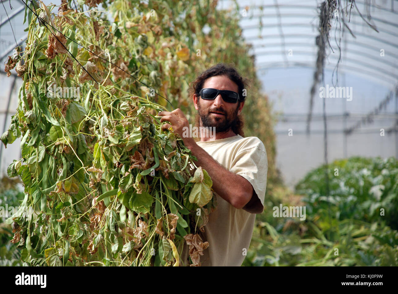 Israel 39948 Agriculture in Israel Stock Photo - Alamy