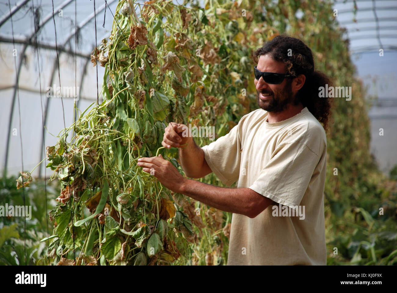 Israel 39949 Agriculture in Israel Stock Photo - Alamy