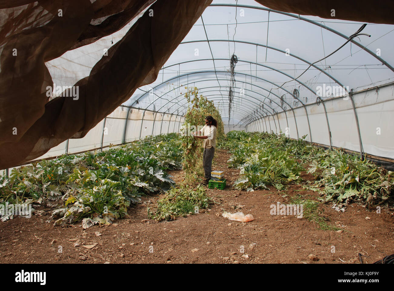Israel 39950 Agriculture in Israel Stock Photo - Alamy