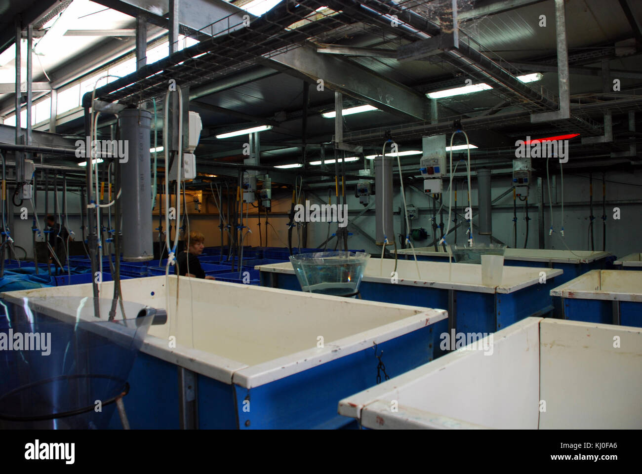 Israel 39855 Agriculture in Israel Stock Photo - Alamy