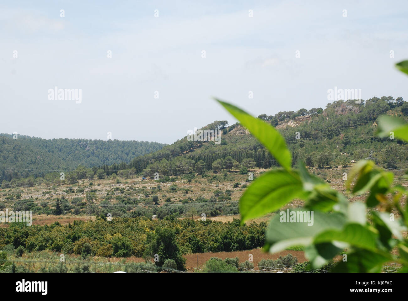 Israel 39896 Plants of Israel Stock Photo - Alamy