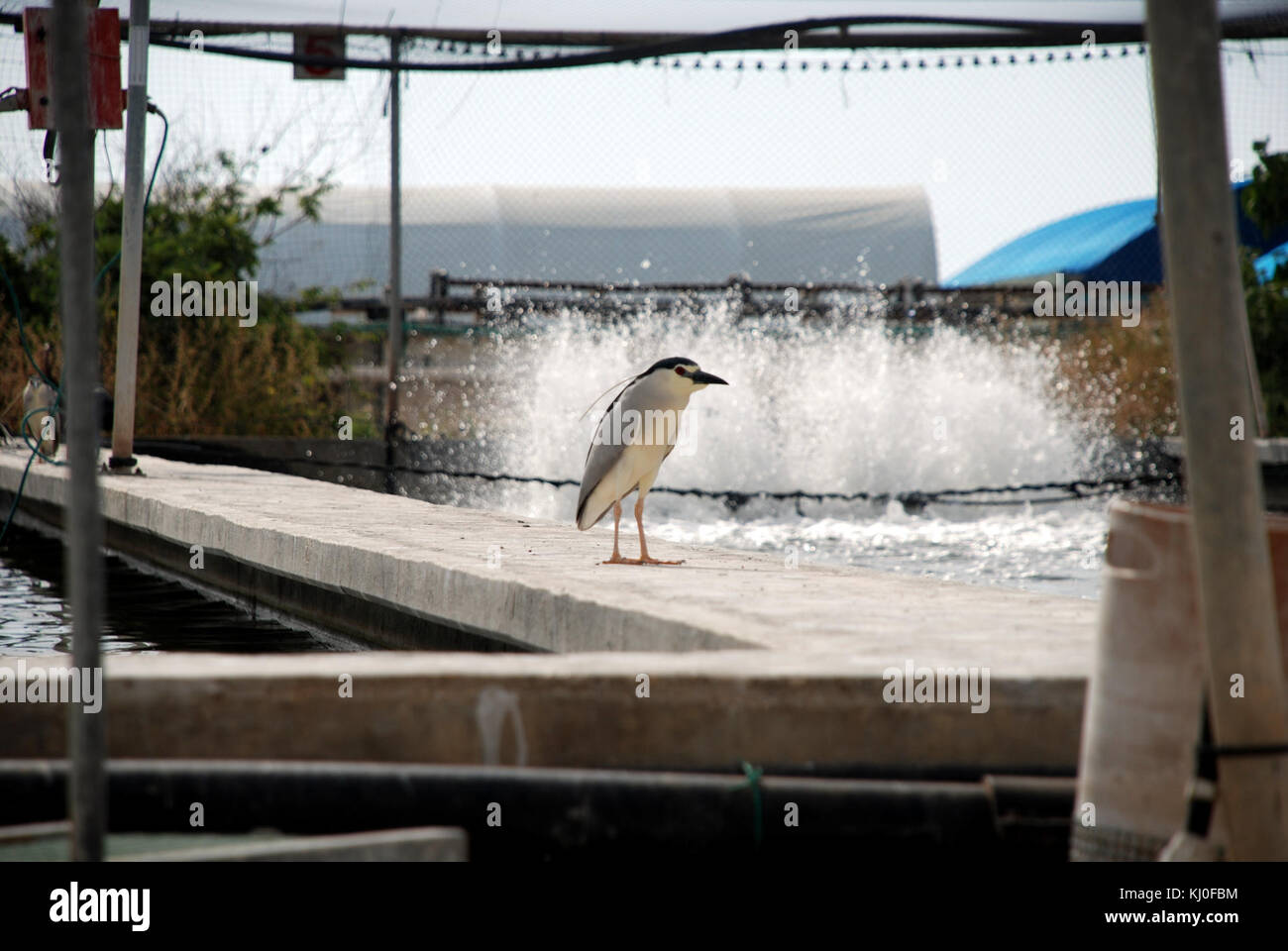 Israel variations hi-res stock photography and images - Alamy