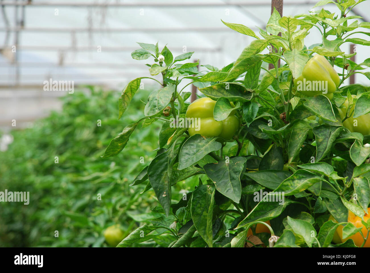 Israel 39849 represents a record documenting the state of agriculture ...