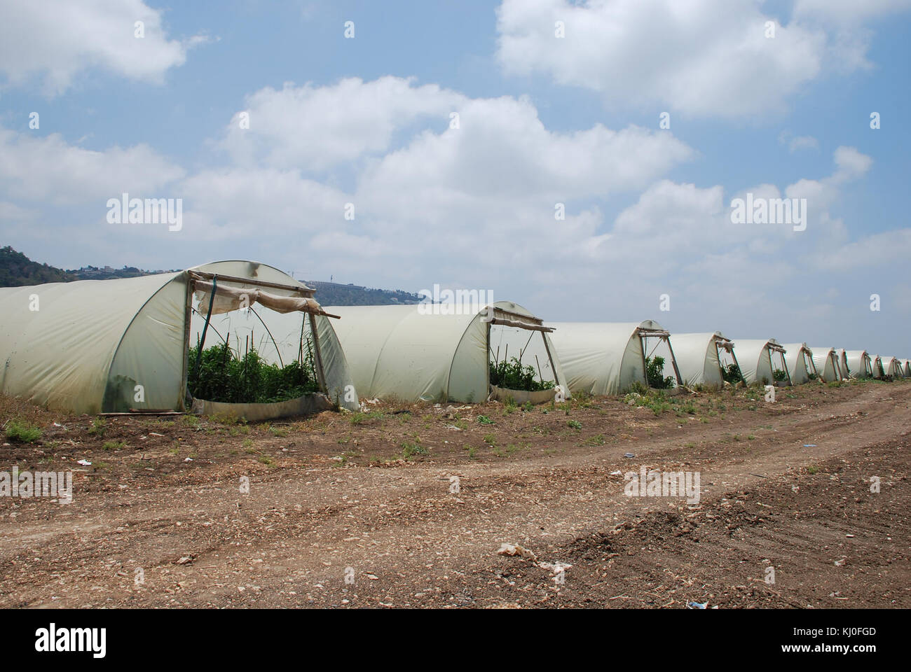 Israel 39847 Agriculture in Israel Stock Photo - Alamy