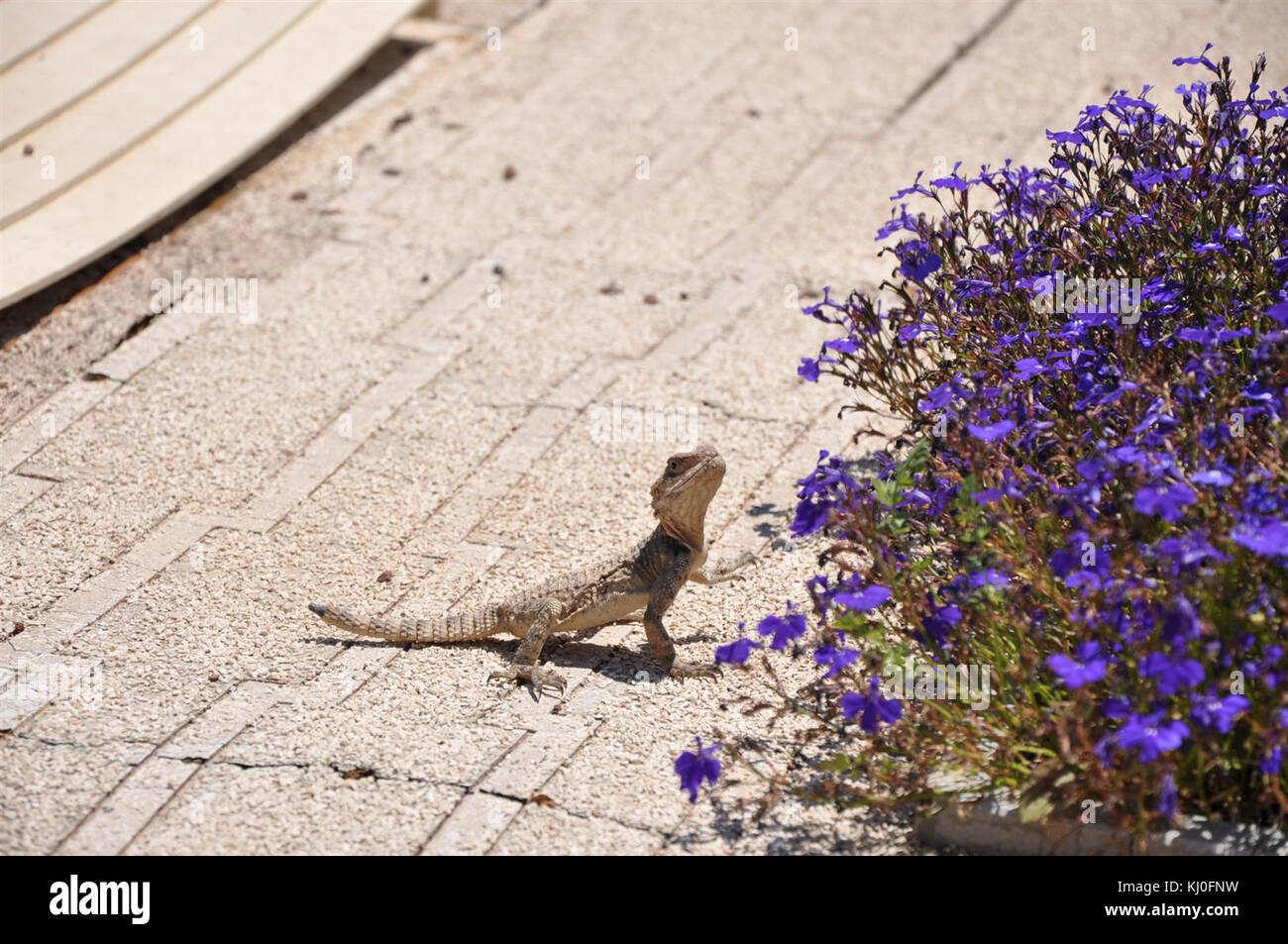 Israel 16070 Wildlife and Plants of Israel Stock Photo - Alamy