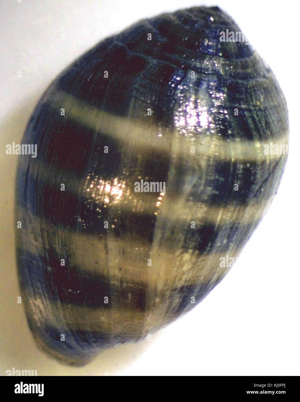 Melampus sincaporensis 001 Stock Photo - Alamy