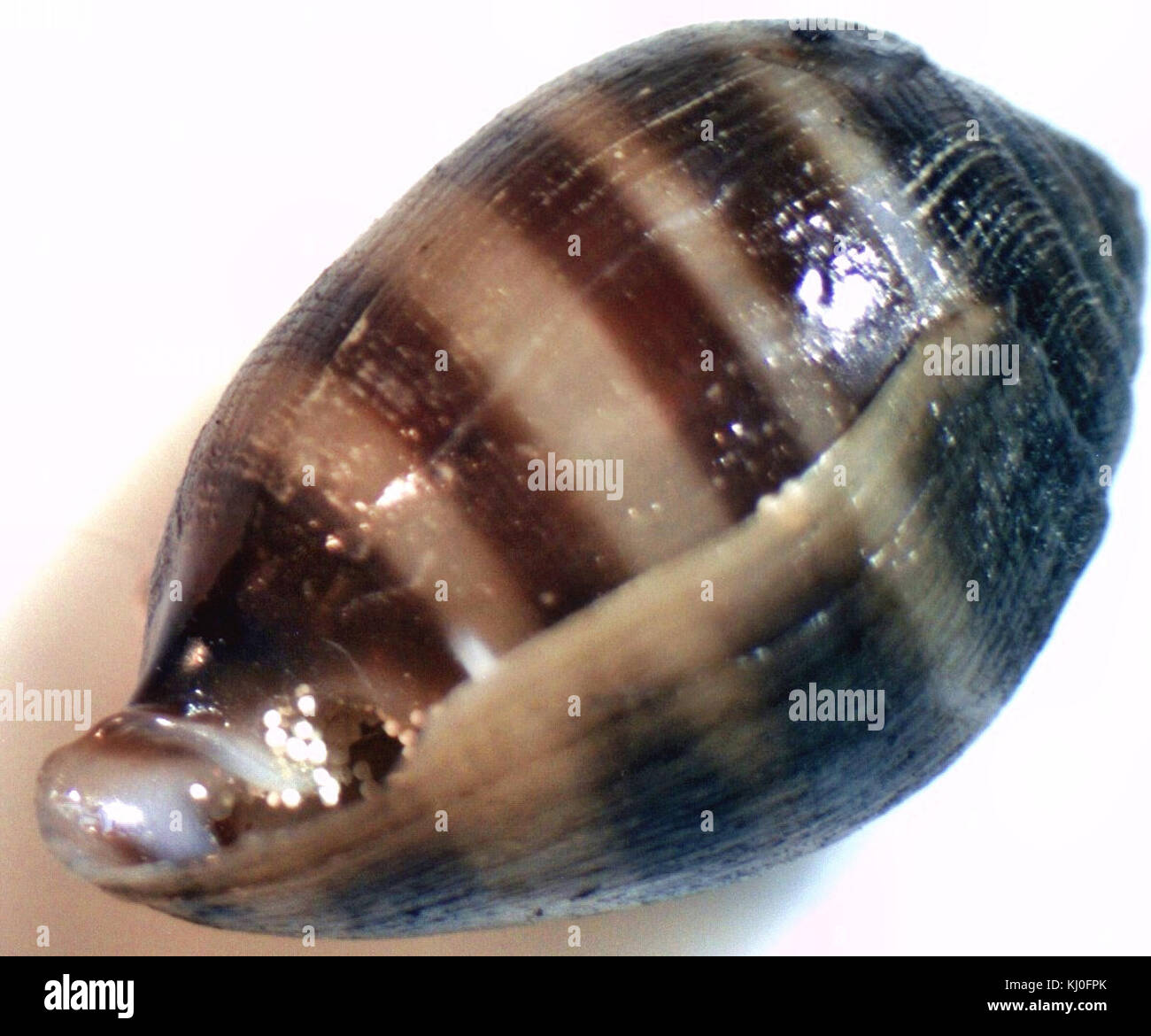 Melampus sincaporensis 002 Stock Photo - Alamy