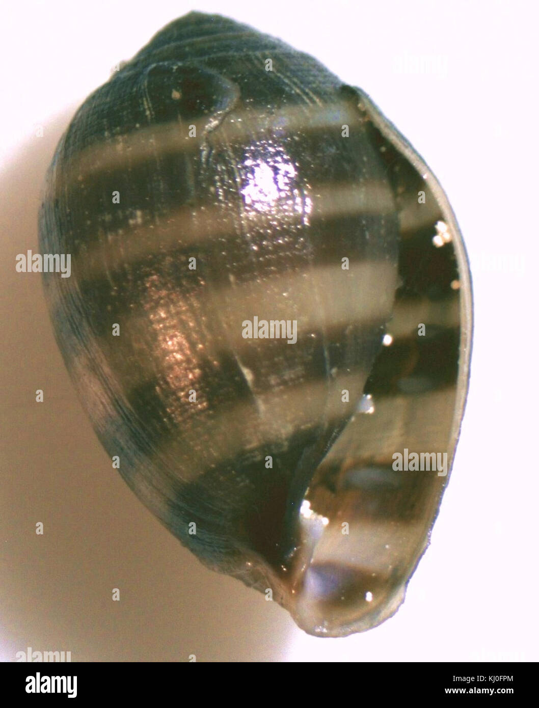 Melampus sincaporensis 003 Stock Photo - Alamy
