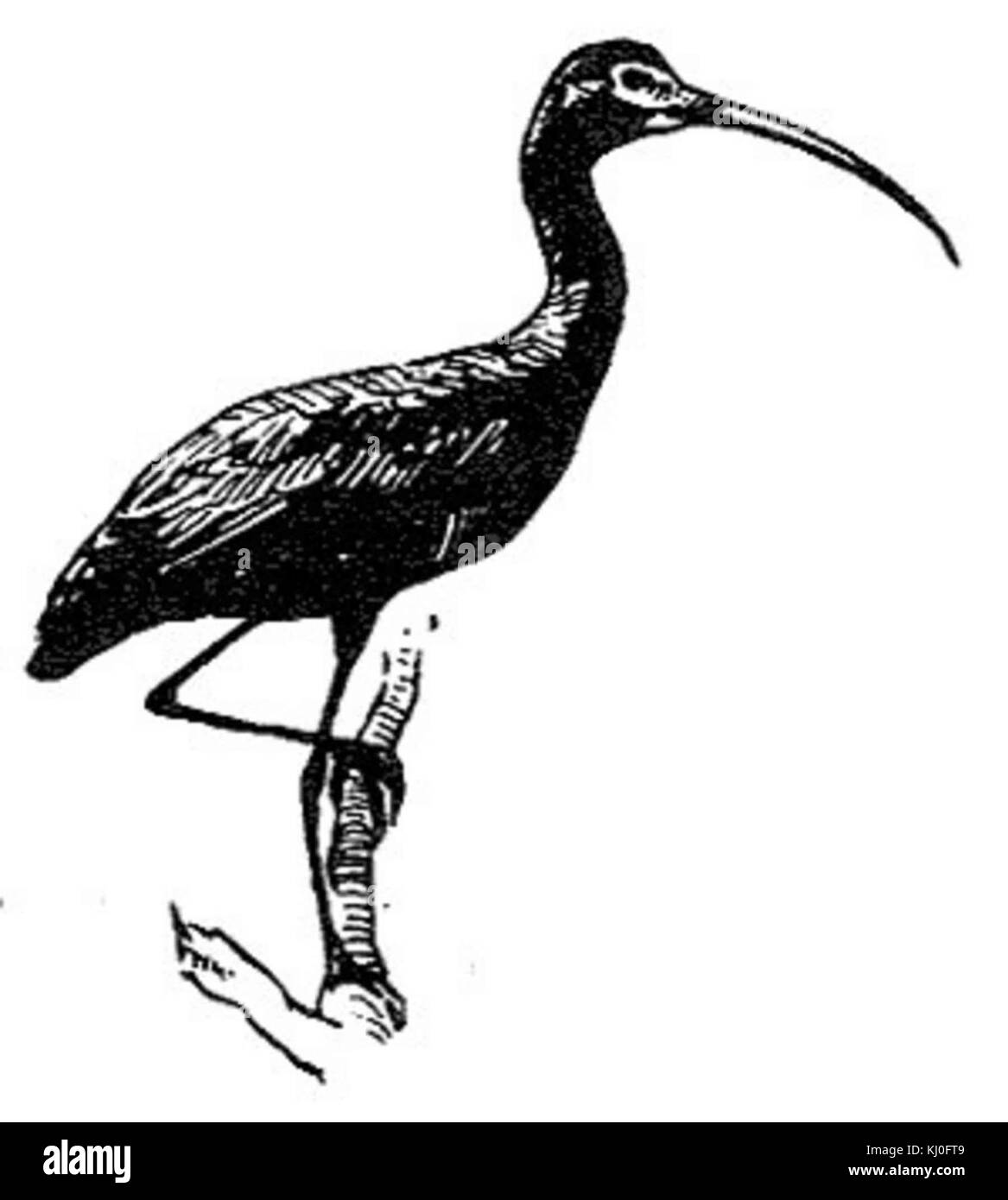 Glossy ibis bird line drawing black and white plegadis falcinellus ...