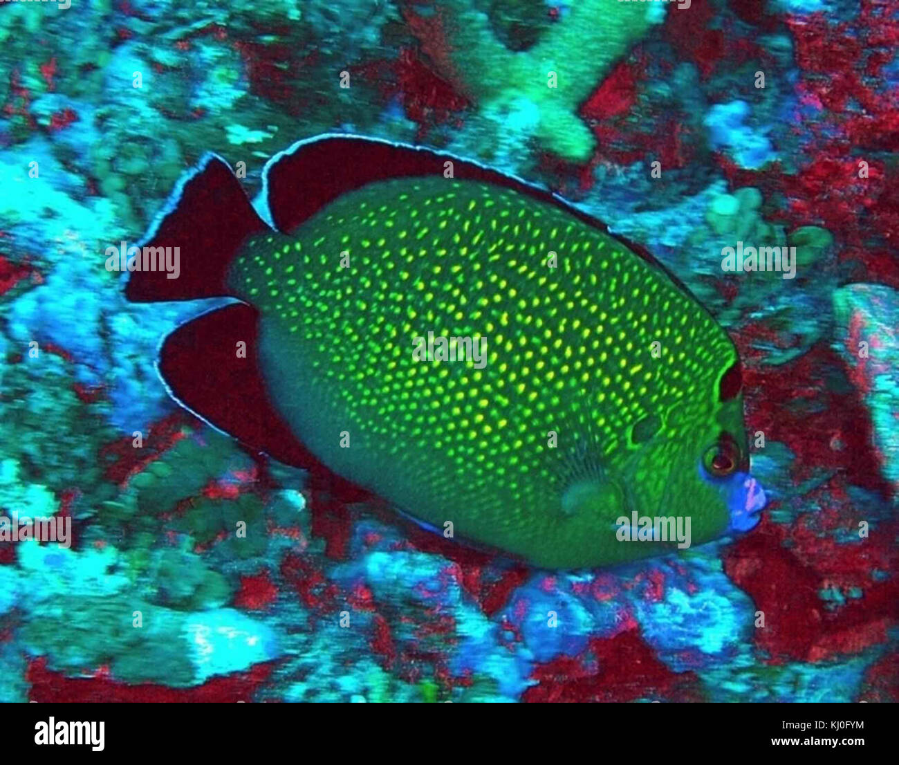 Golden spotted angelfish apolemichthys xanthopunctatus Stock Photo - Alamy