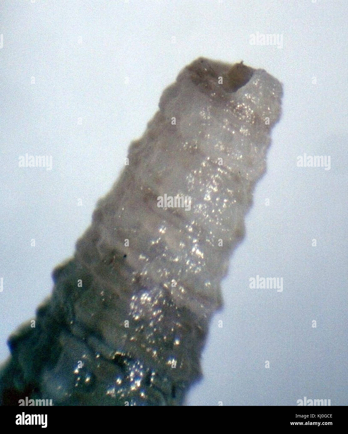 Inella pyramidalis 001 Stock Photo - Alamy