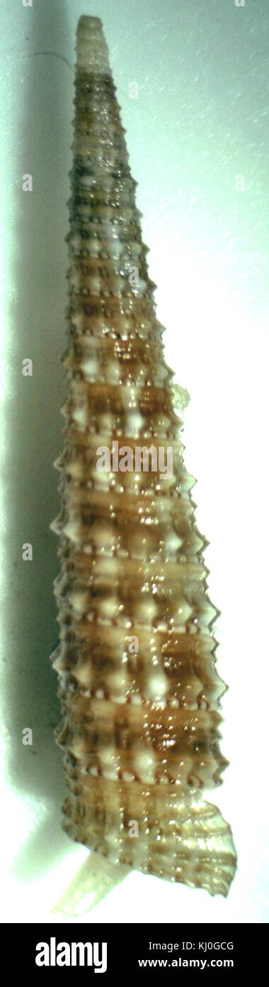 Inella pyramidalis 002 Stock Photo - Alamy