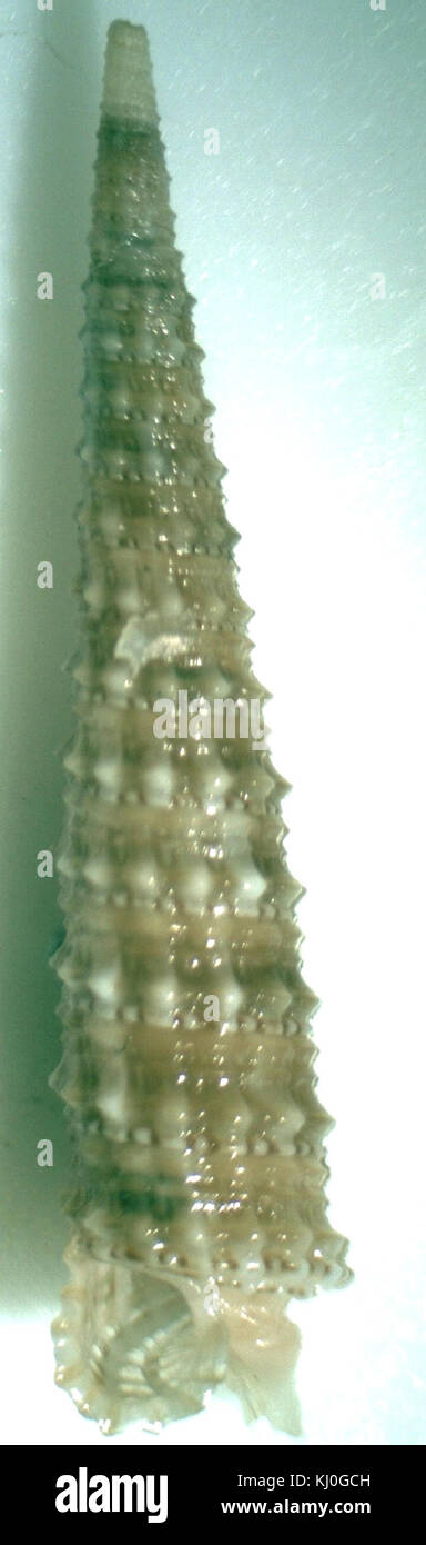 Inella pyramidalis 003 Stock Photo - Alamy