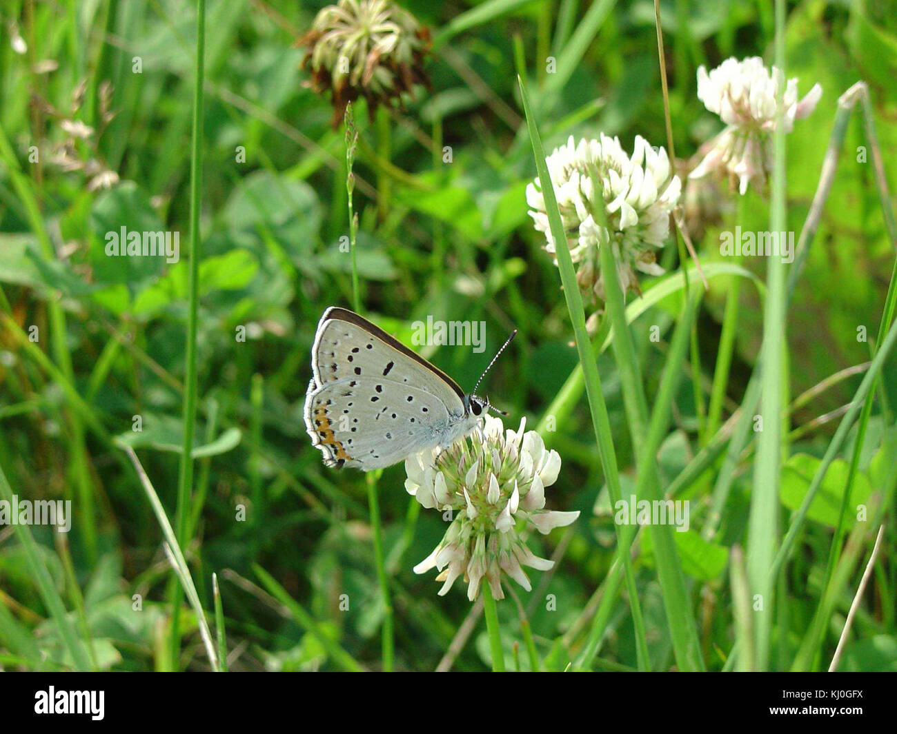 Gray copper butterfly insect lycaenidae dione Stock Photo - Alamy