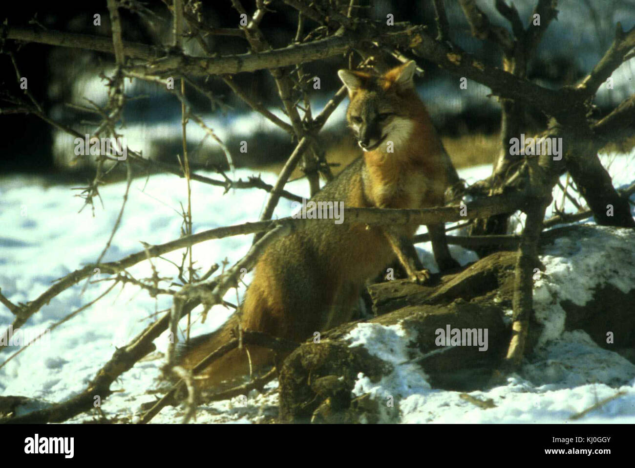 Fox winter time photo hi-res stock photography and images - Alamy