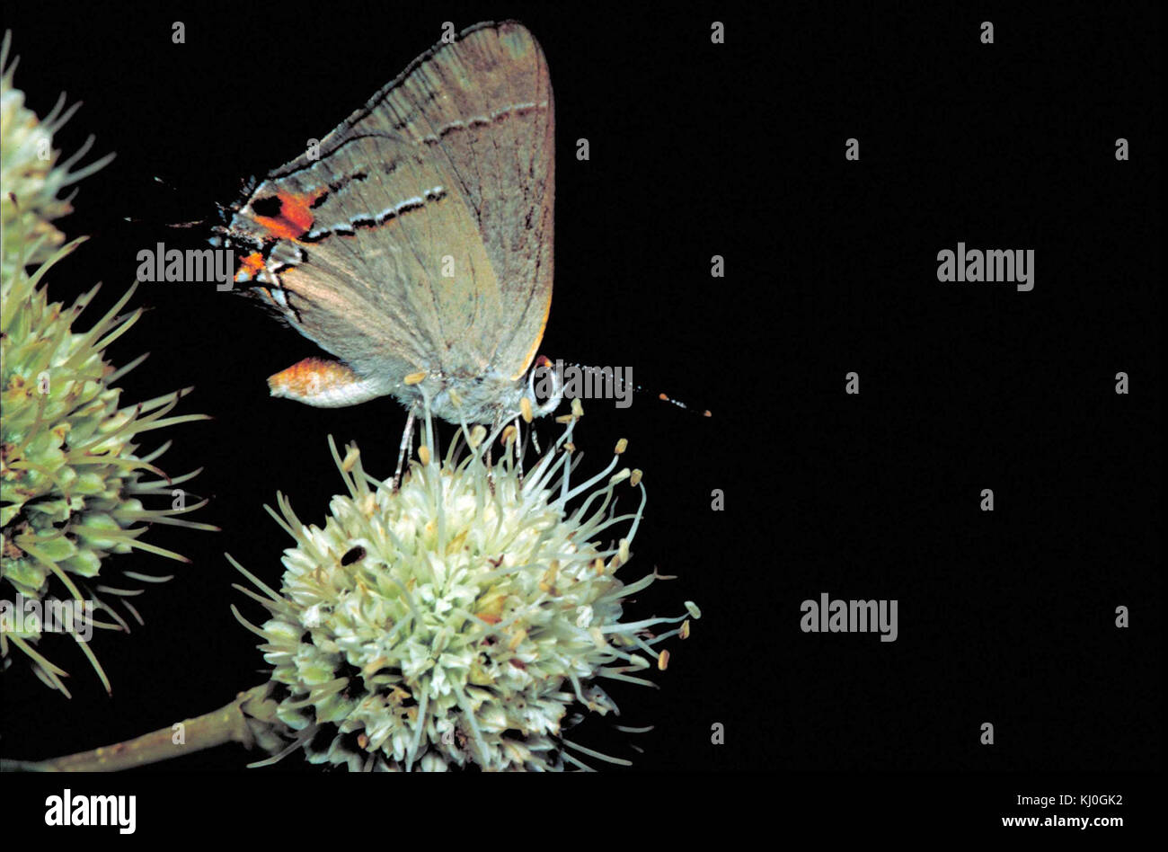 Gray hairstreak butterfly strymon melinus on tattlesnake master plant ...