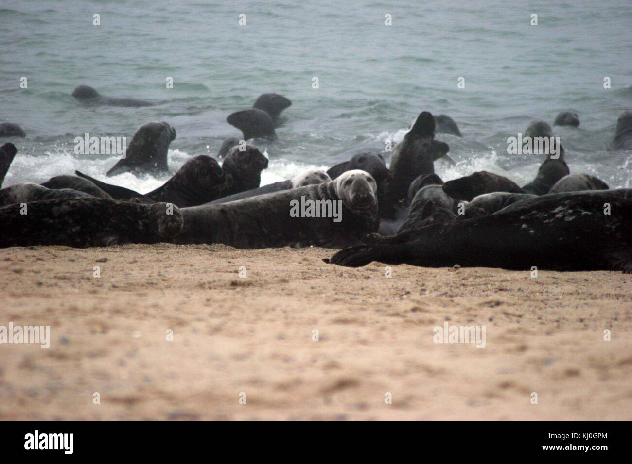 Gray seals on beach halichoerus grypus Stock Photo - Alamy
