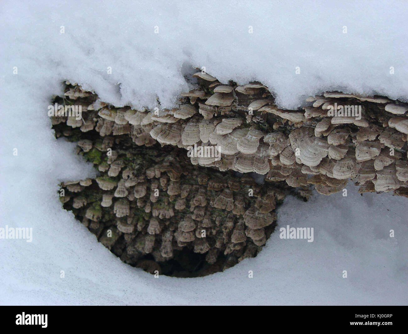Snow covered mushrooms hi-res stock photography and images - Alamy