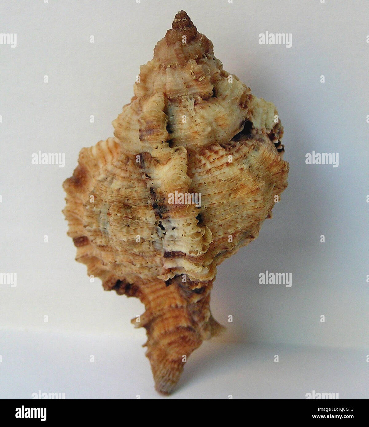 Phyllonotus pomum 002 Stock Photo - Alamy