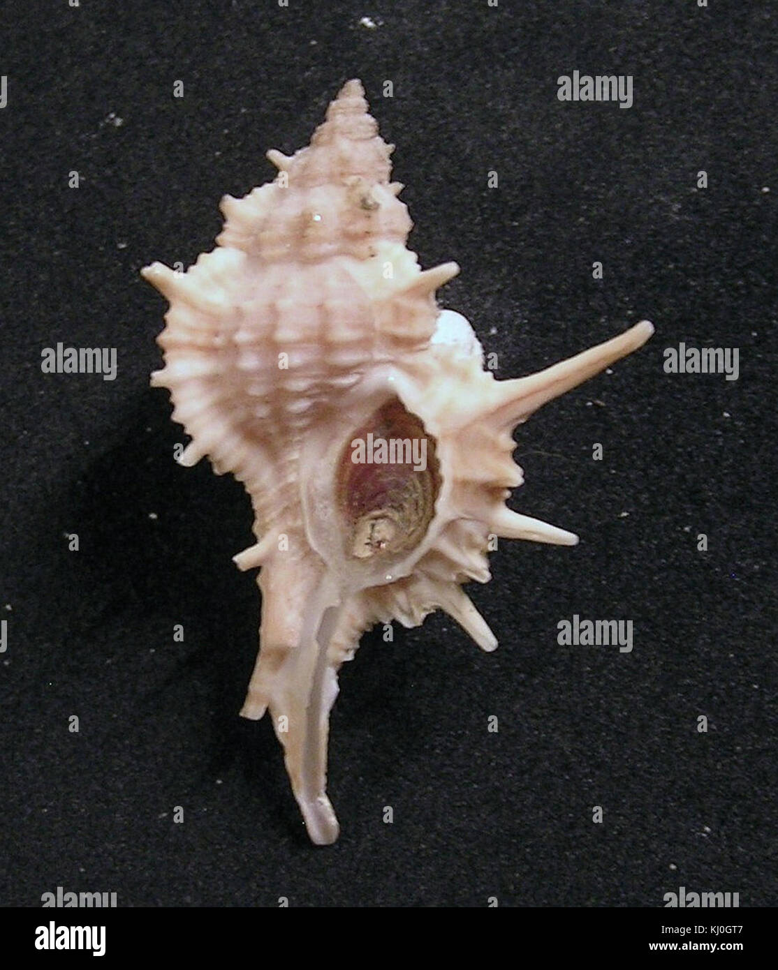 Siratus hi-res stock photography and images - Alamy