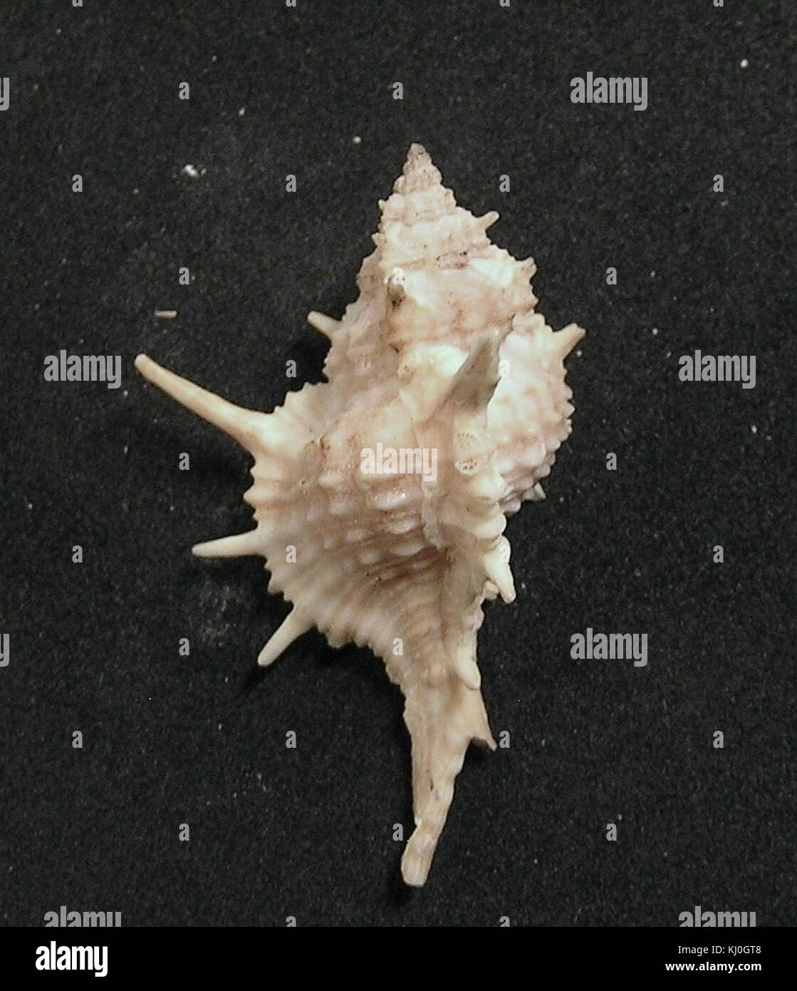 Siratus articulatus 001 Stock Photo - Alamy