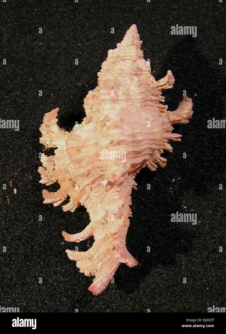 Chicoreus aculeatus 004 Stock Photo - Alamy