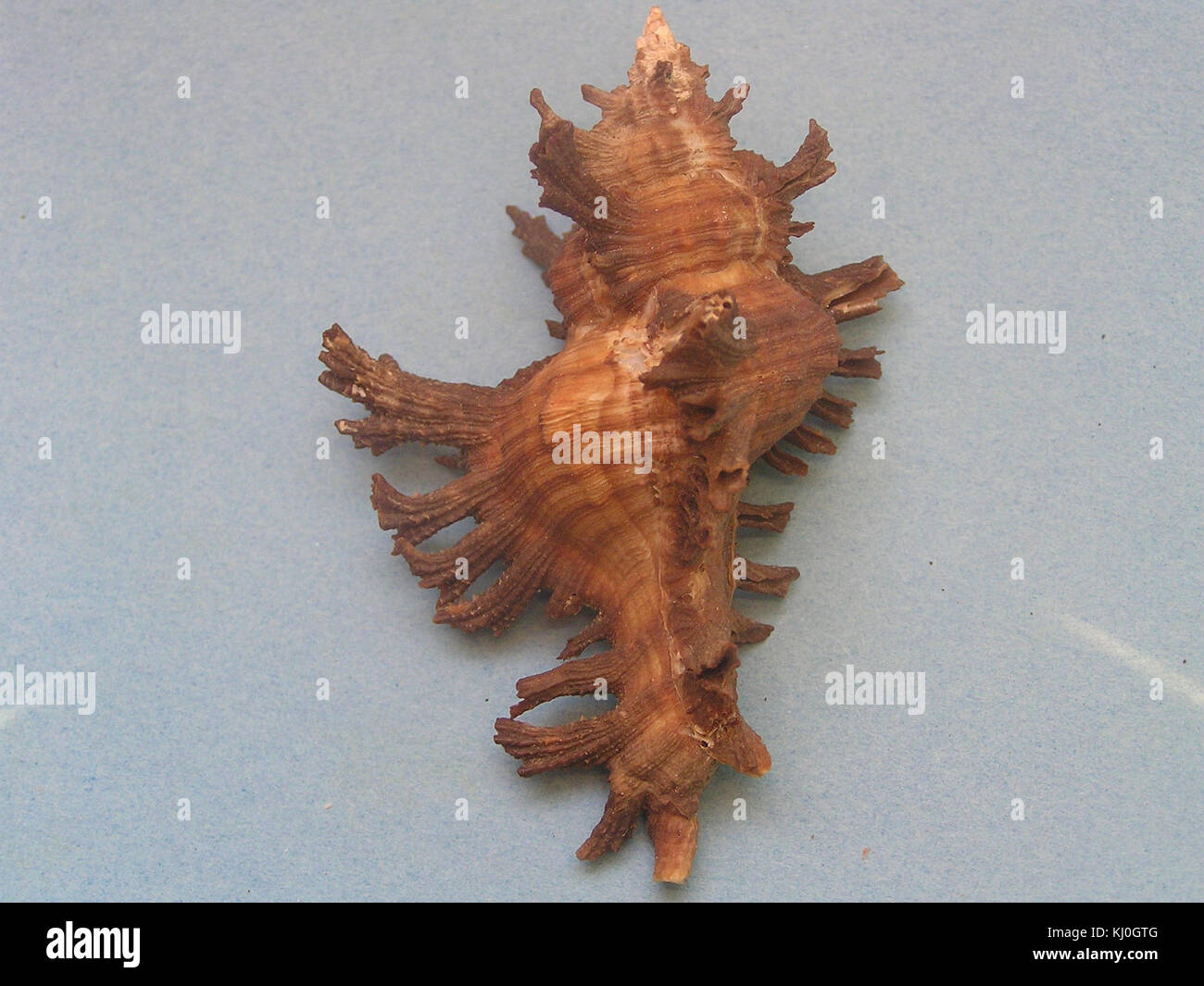 Chicoreus banksii 001 Stock Photo - Alamy