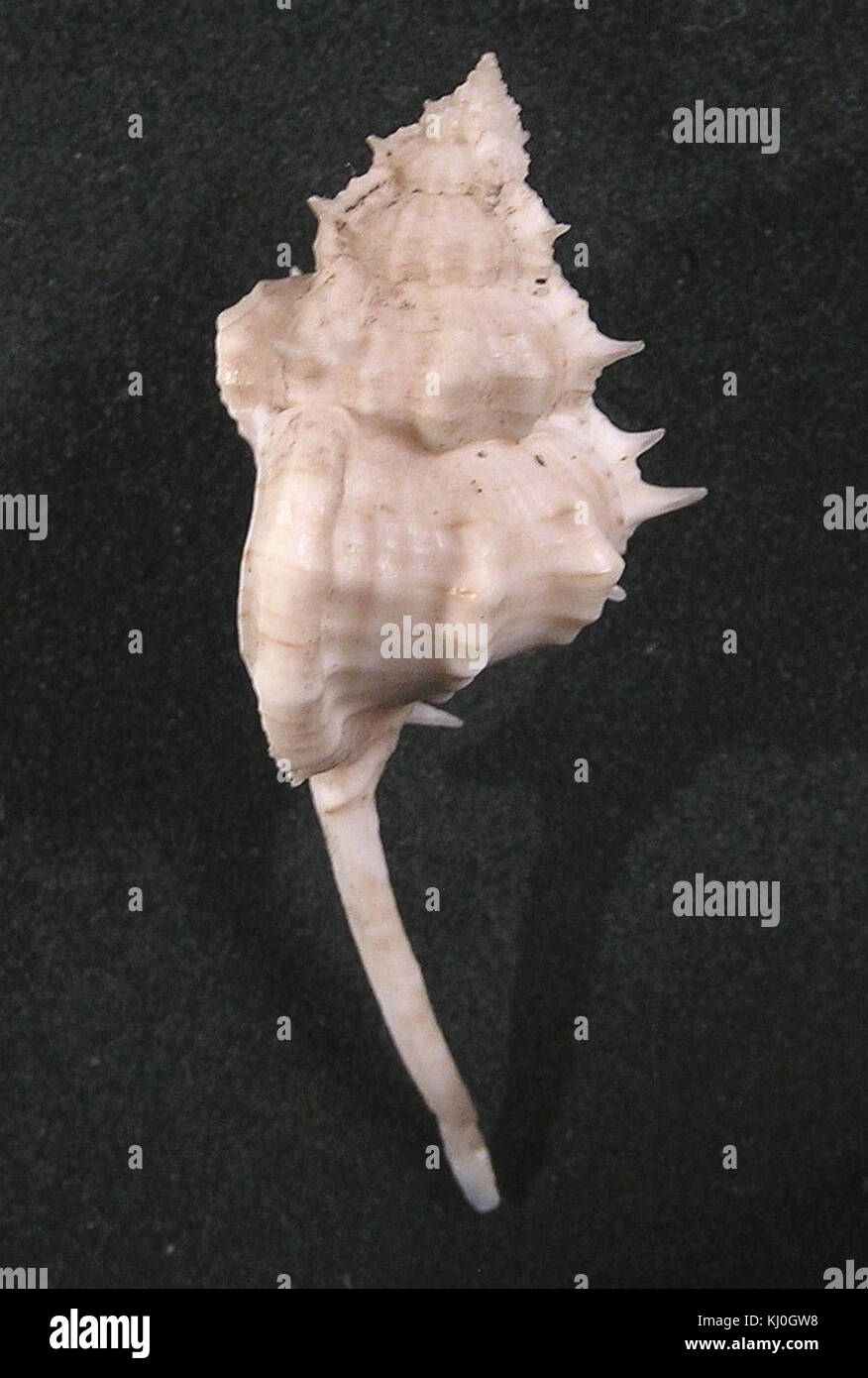 Siratus hi-res stock photography and images - Alamy