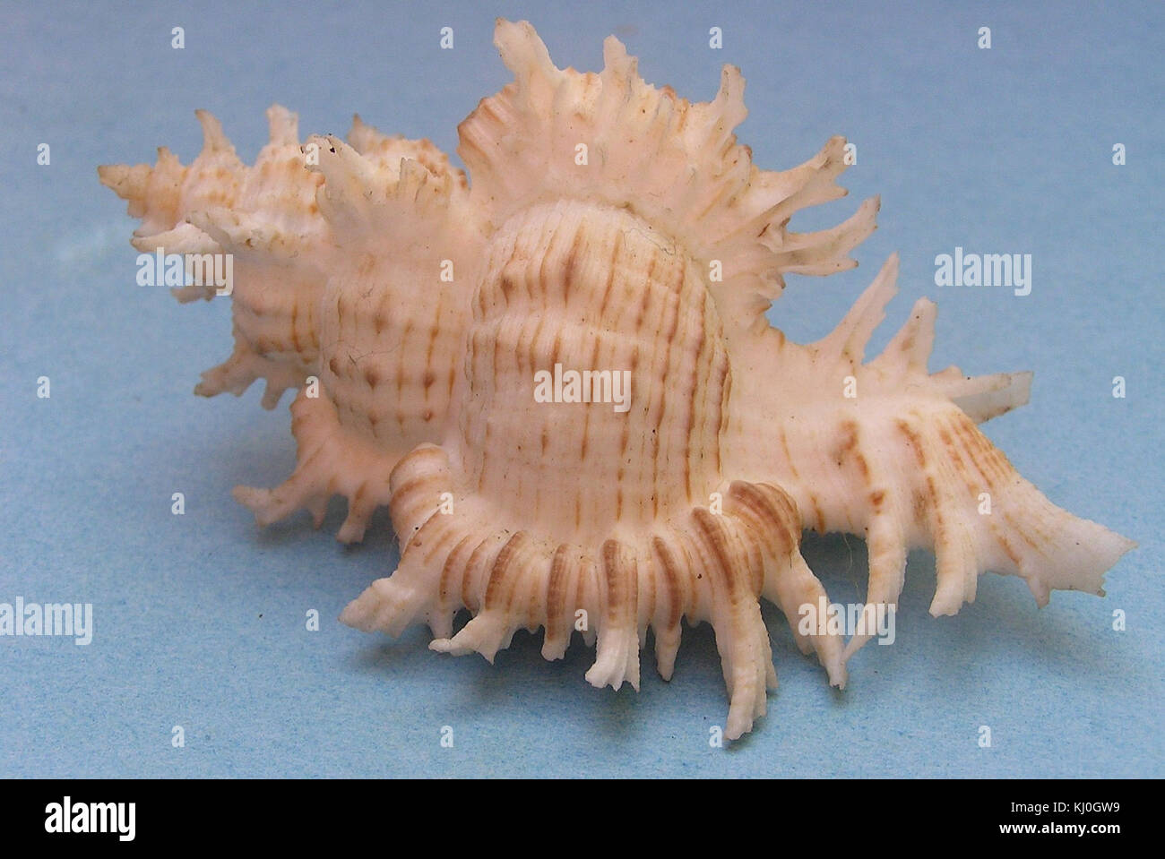 Chicoreus cnissodus 001 Stock Photo - Alamy