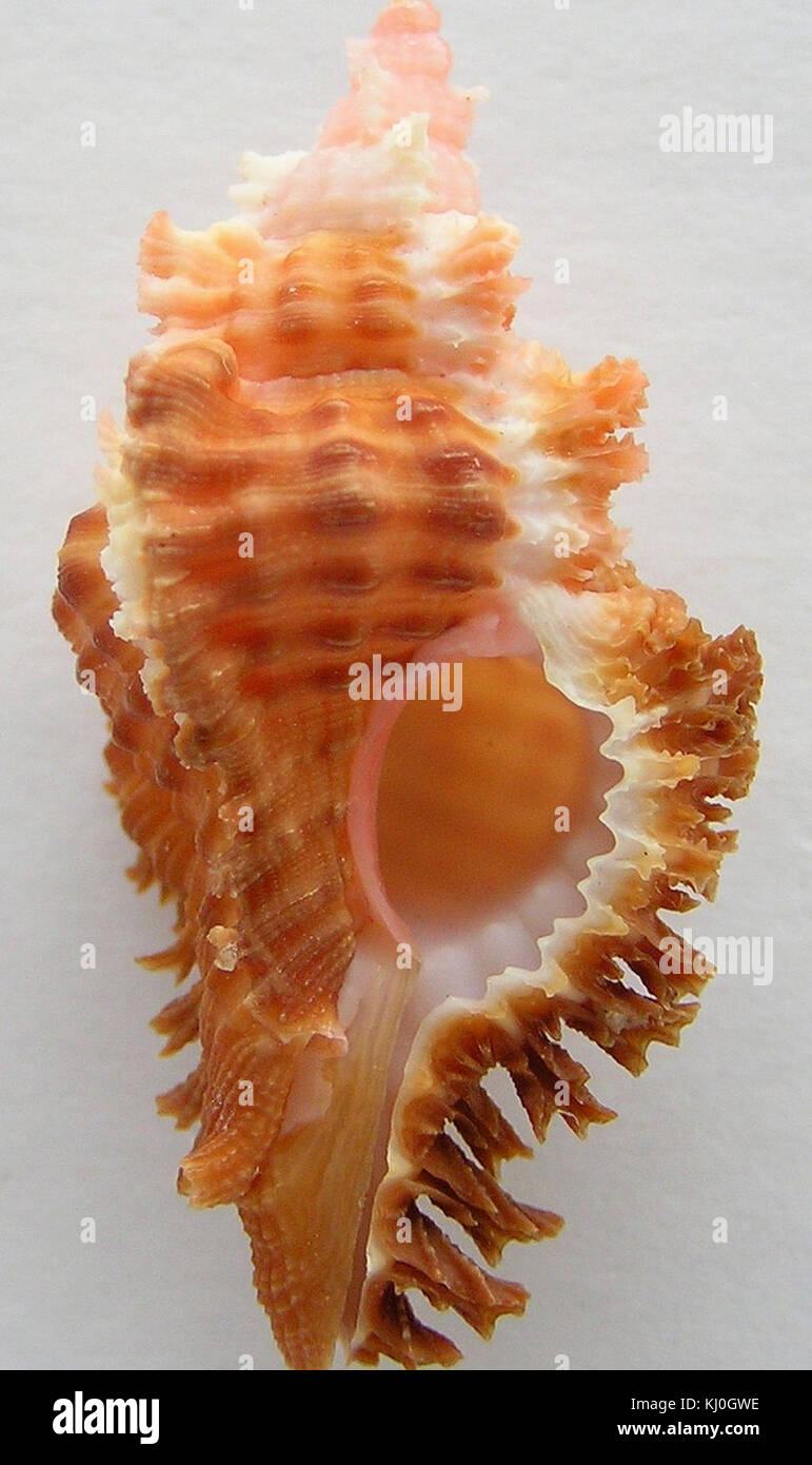 Chicoreus denudatus 002 Stock Photo - Alamy