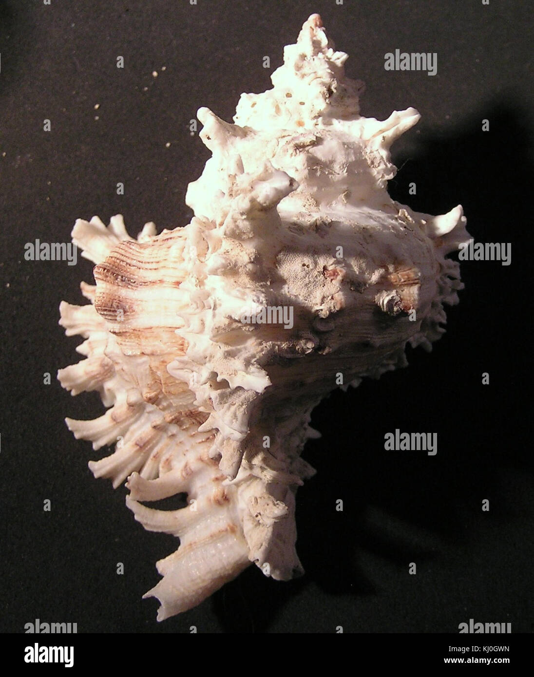 Chicoreus bundharmai 002 Stock Photo - Alamy