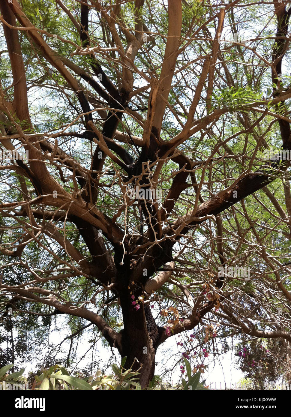 Israel 17317 burn tree Stock Photo - Alamy