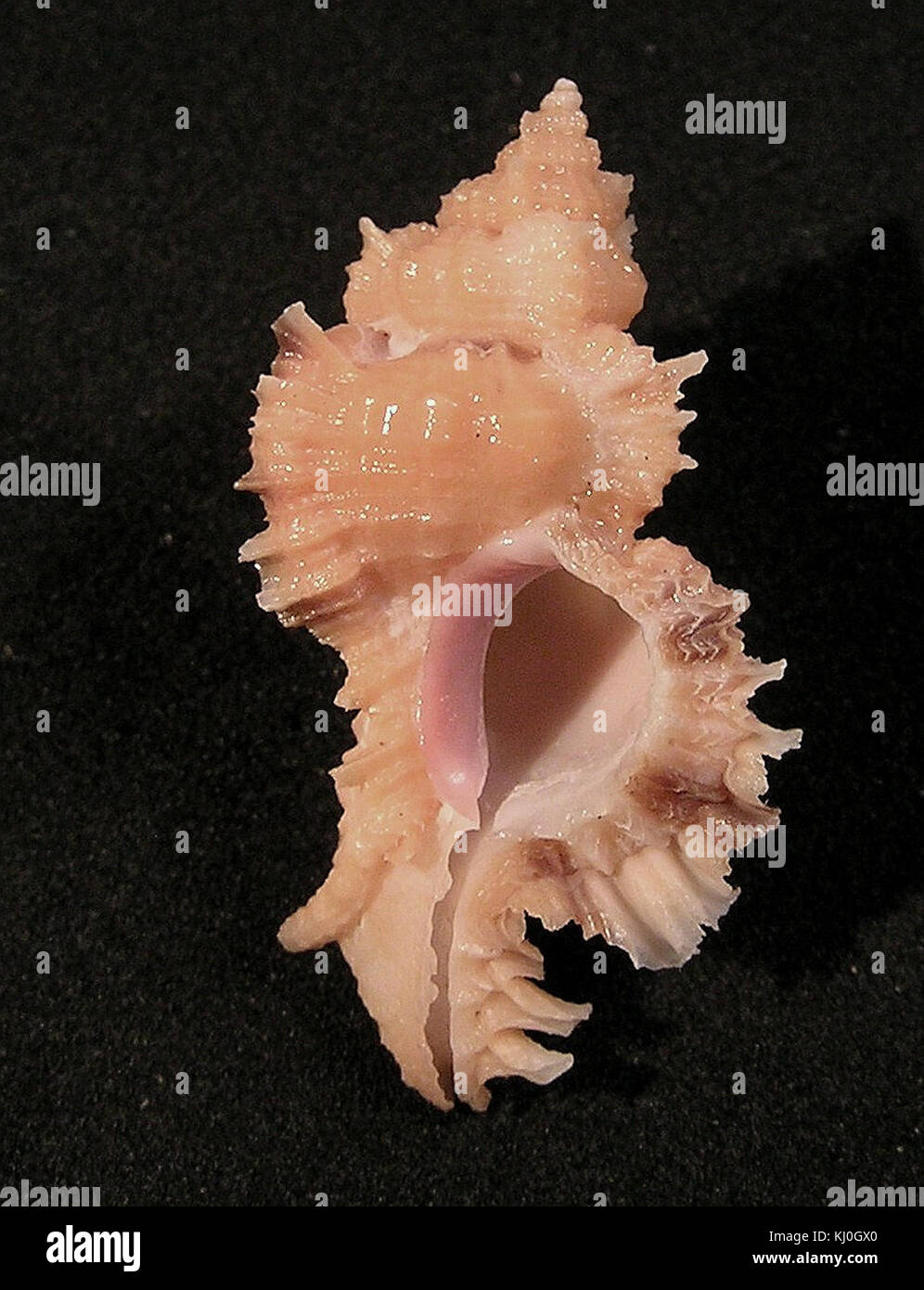 Chicomurex laciniatus 001 Stock Photo - Alamy