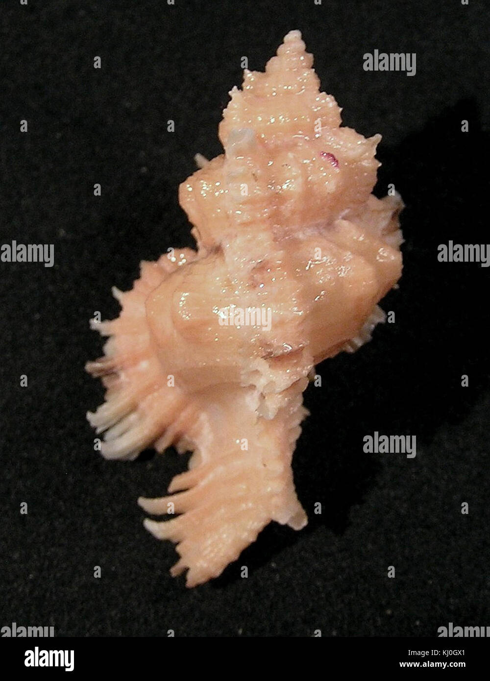 Chicomurex laciniatus 002 Stock Photo - Alamy