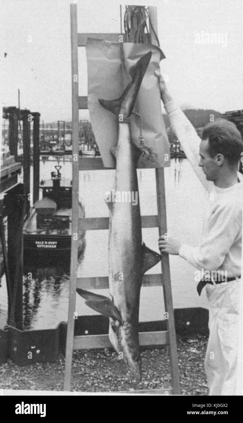 Alaska shark fish Stock Photo - Alamy