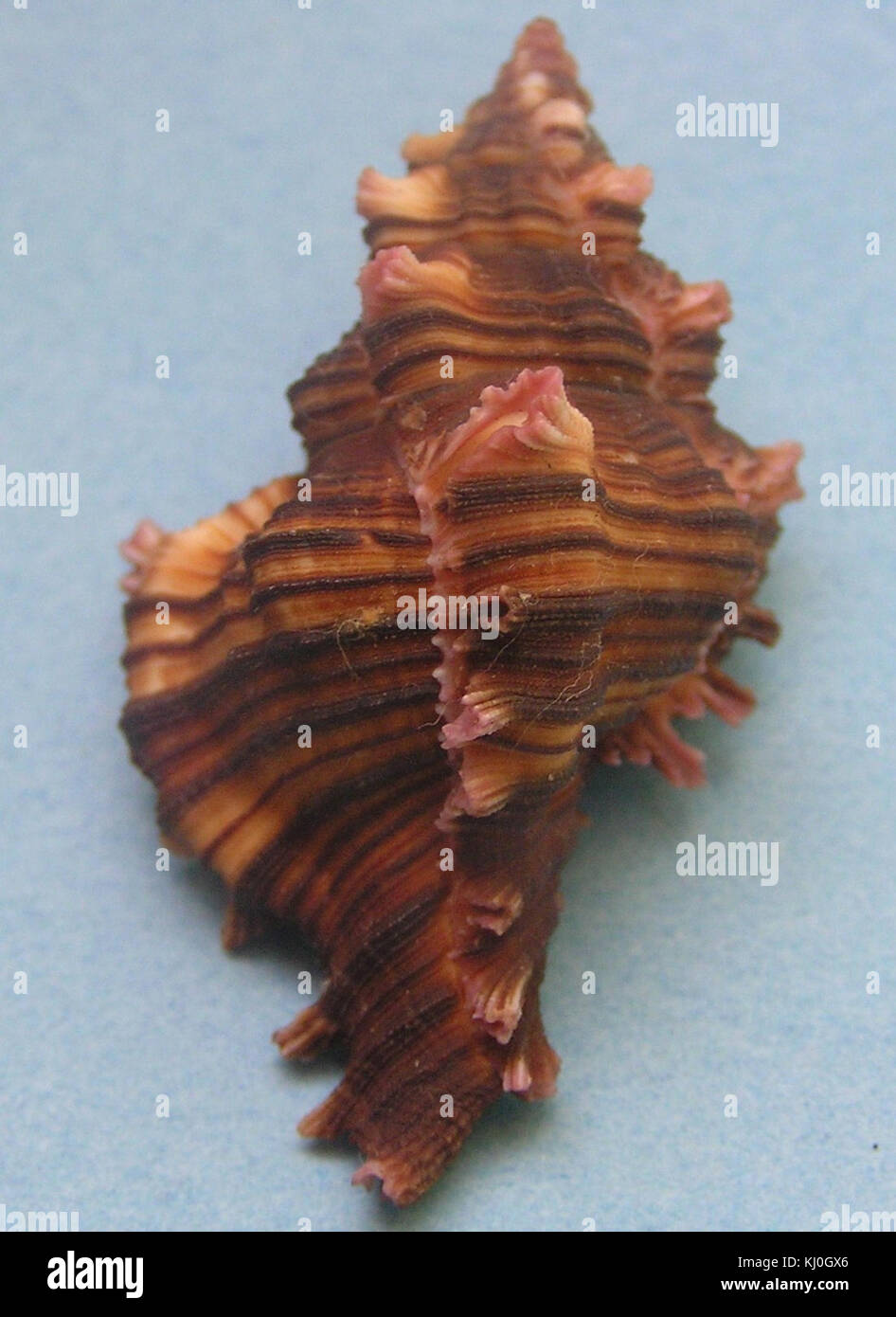 Chicoreus maurus 001 Stock Photo - Alamy