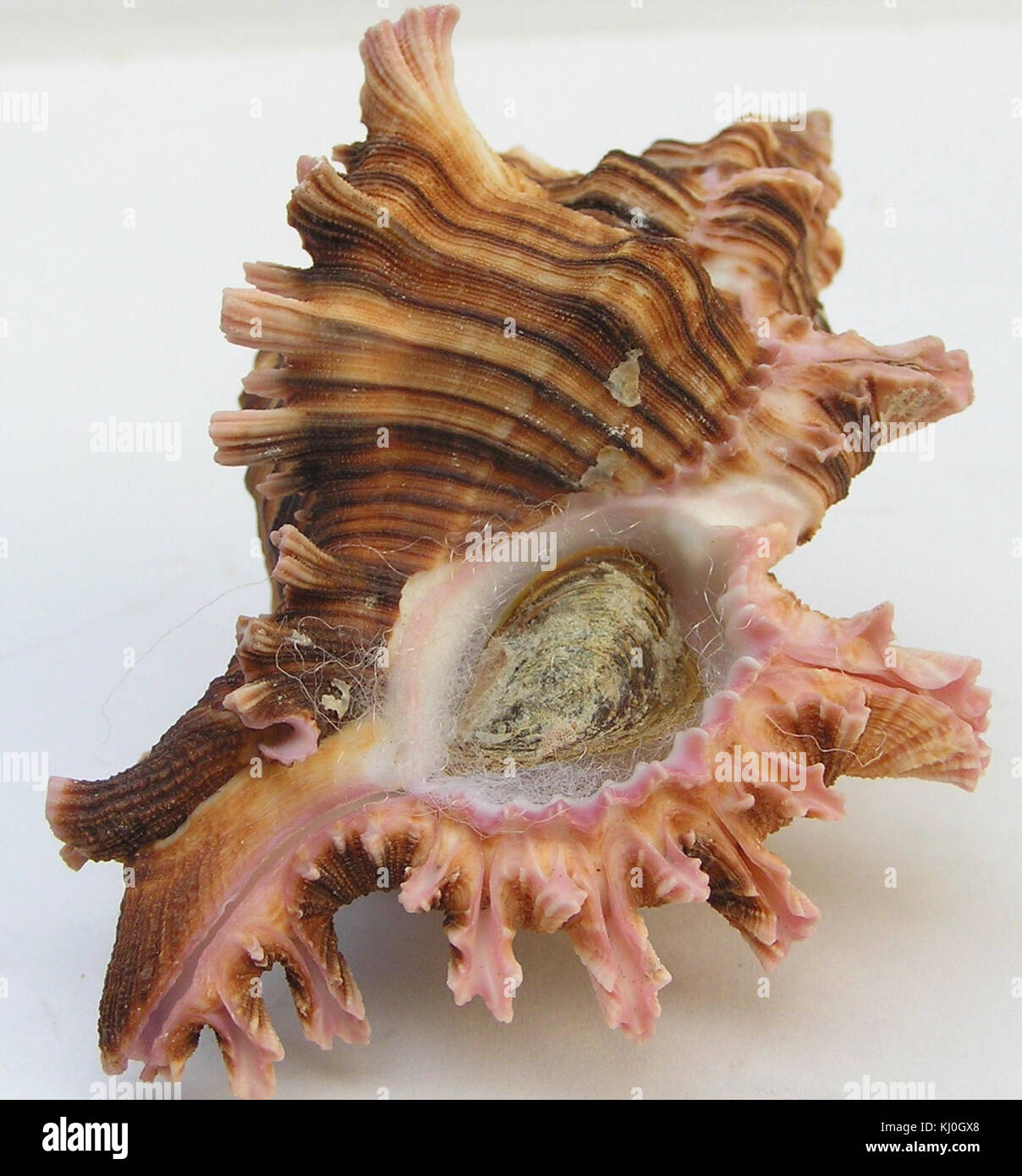 Chicoreus maurus 003 Stock Photo - Alamy