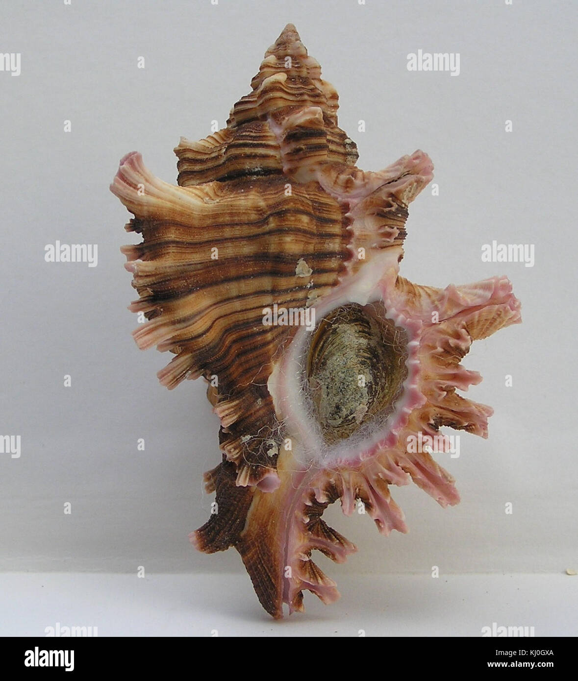 Chicoreus maurus 005 Stock Photo - Alamy