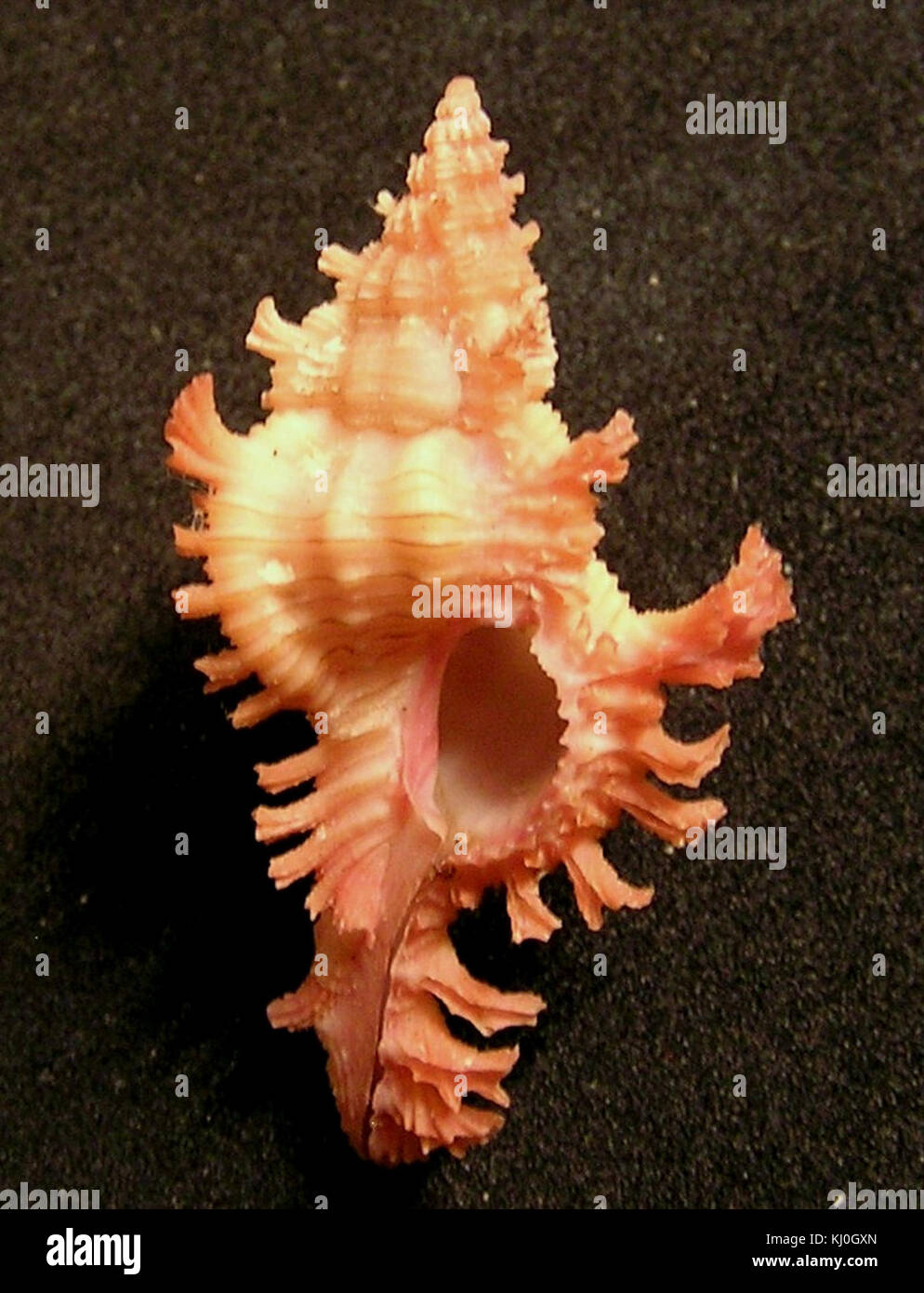 Chicoreus nobilis 001 Stock Photo - Alamy