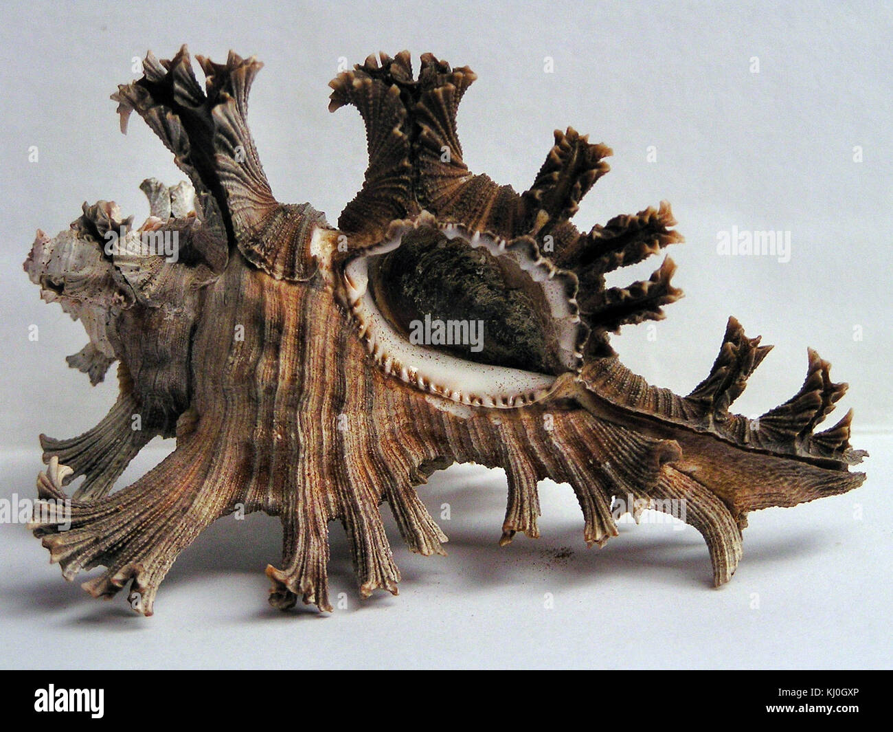 Chicoreus palmarosae 004 Stock Photo - Alamy