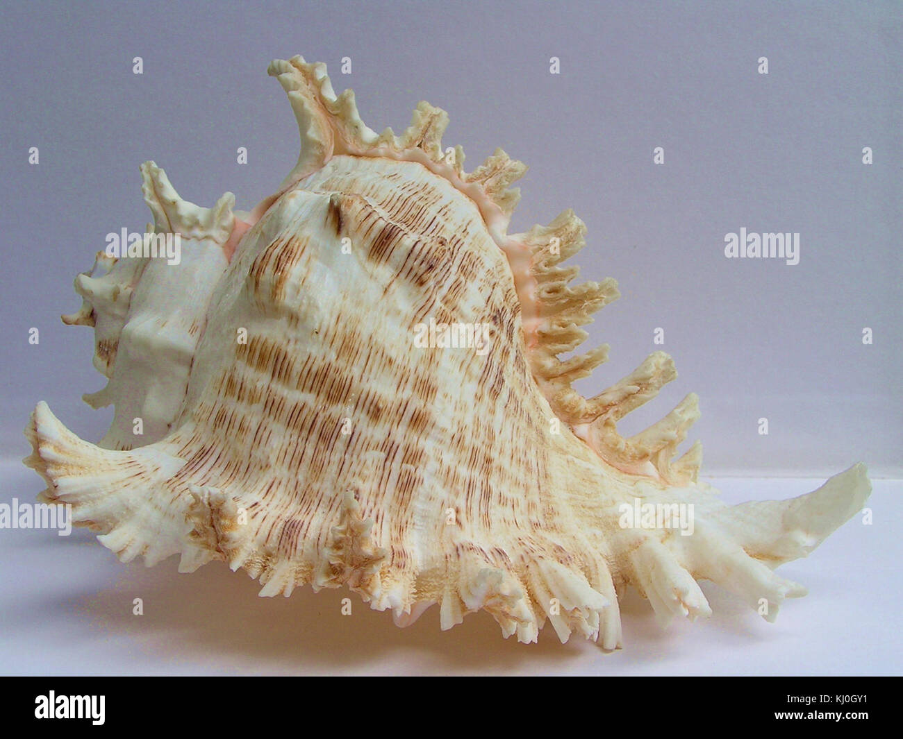 Chicoreus ramosus 004 Stock Photo - Alamy