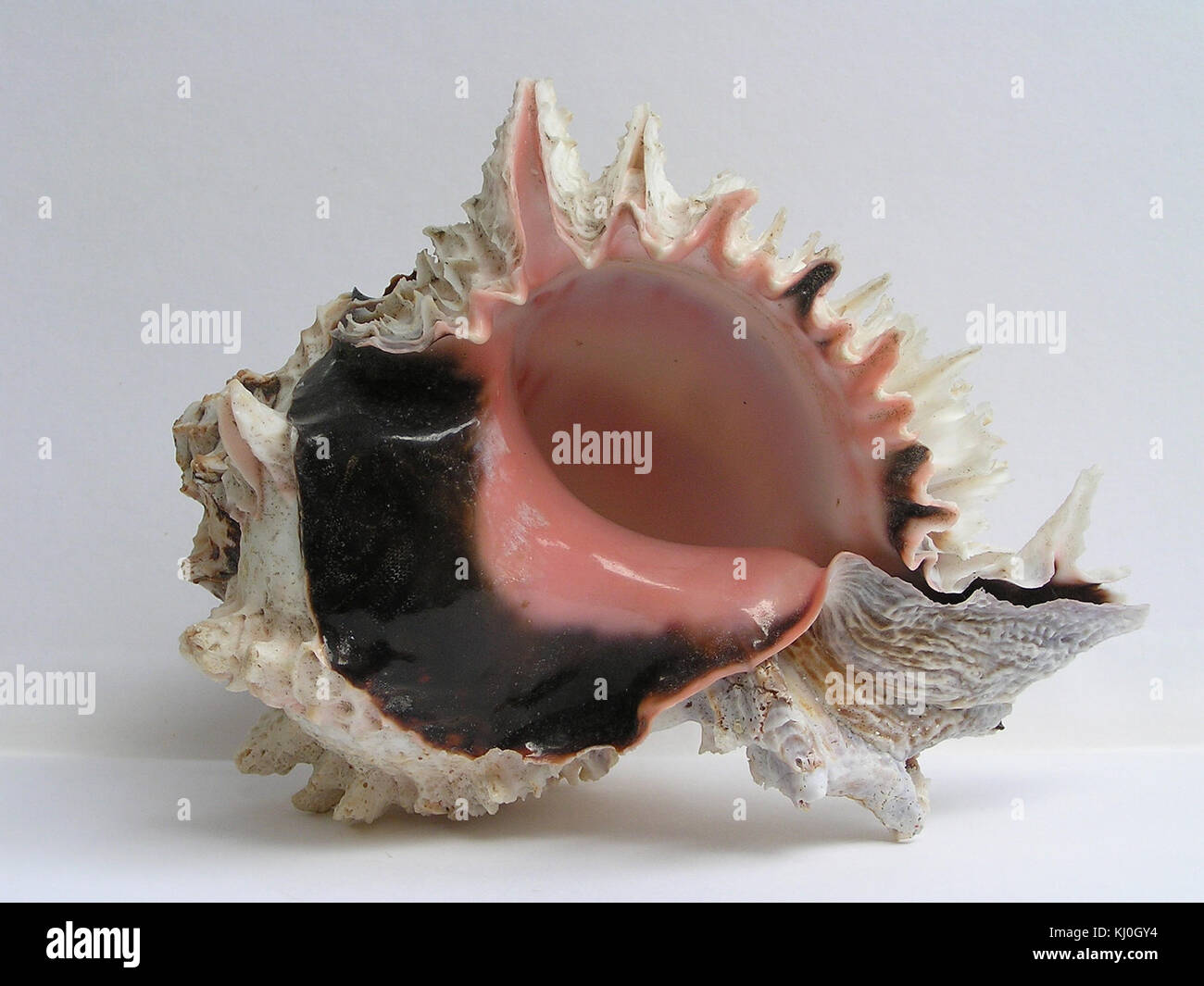 Chicoreus regius 001 Stock Photo - Alamy