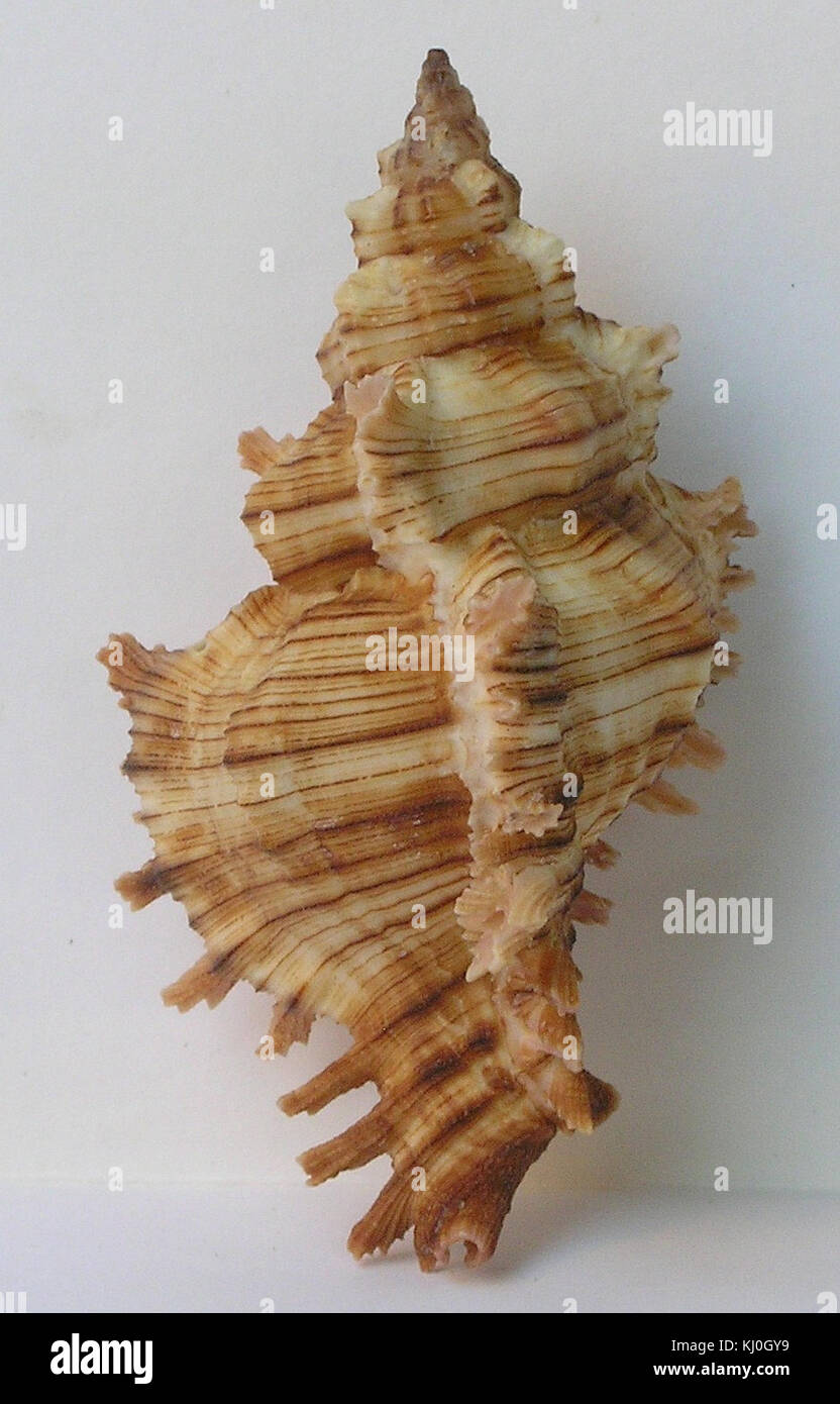 Chicoreus torrefactus 003 Stock Photo - Alamy