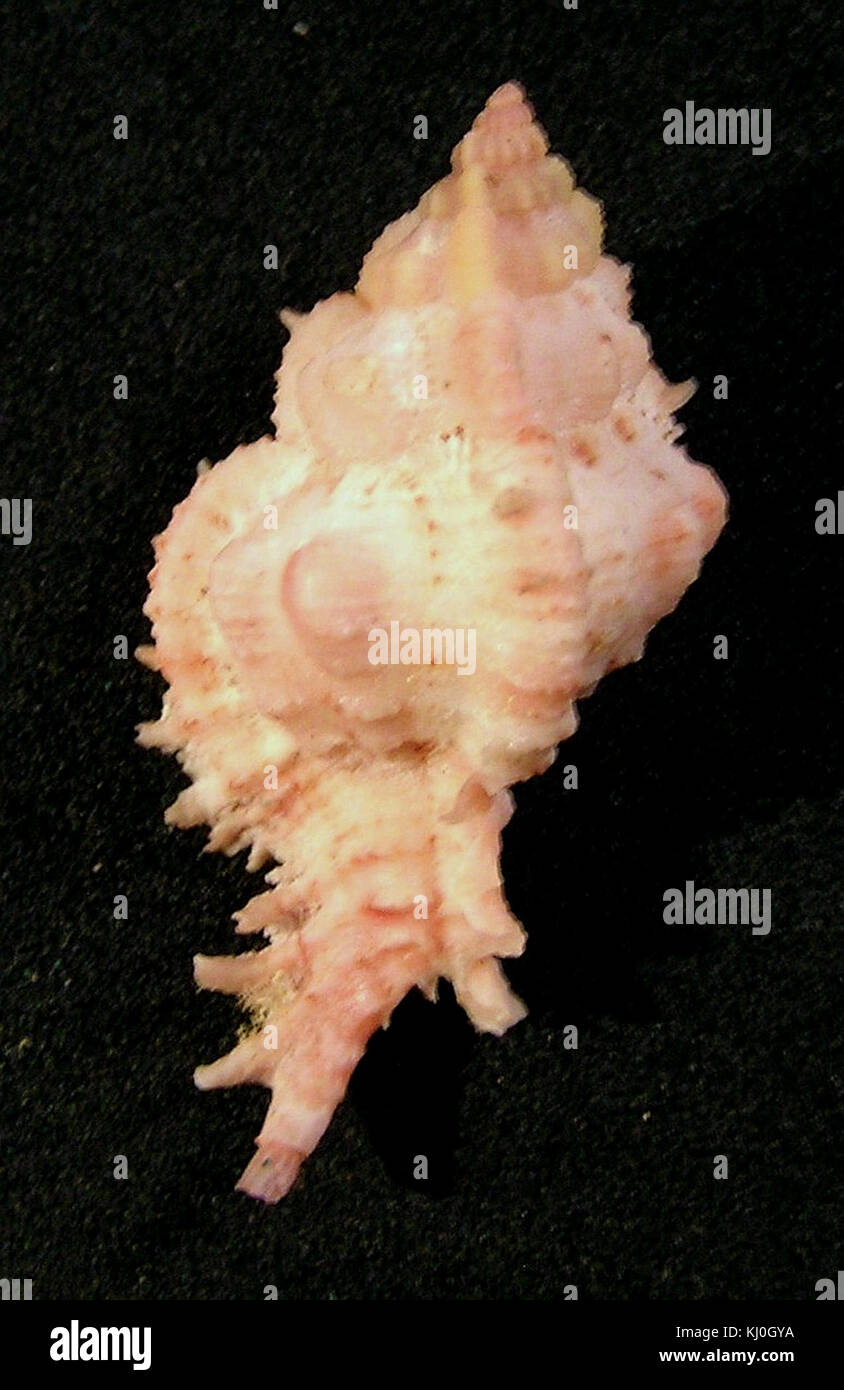 Chicomurex venustulus 003 Stock Photo - Alamy