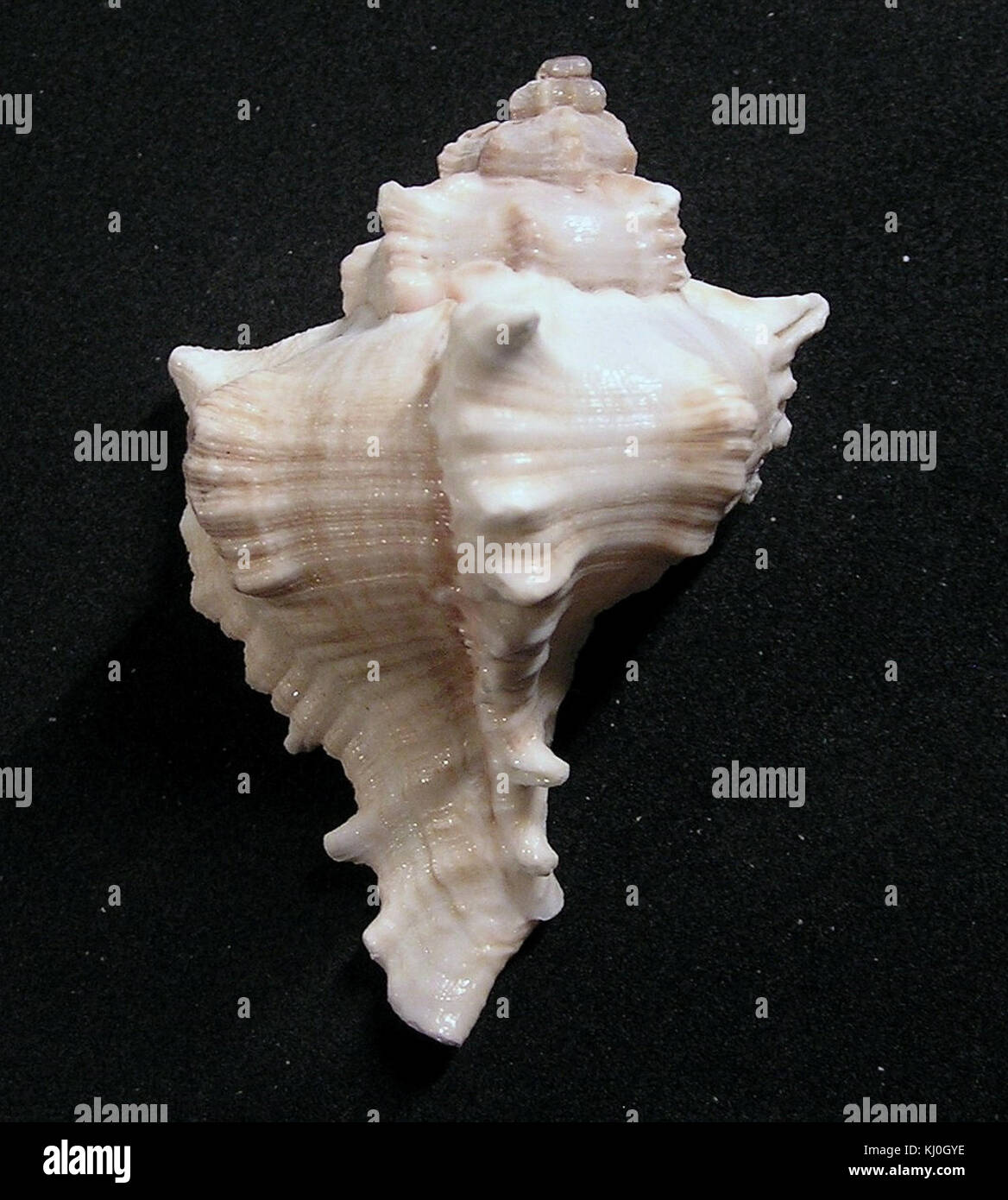 A detailed image of the sea snail species Chicoreus virgineus, a member of the Muricidae family ...