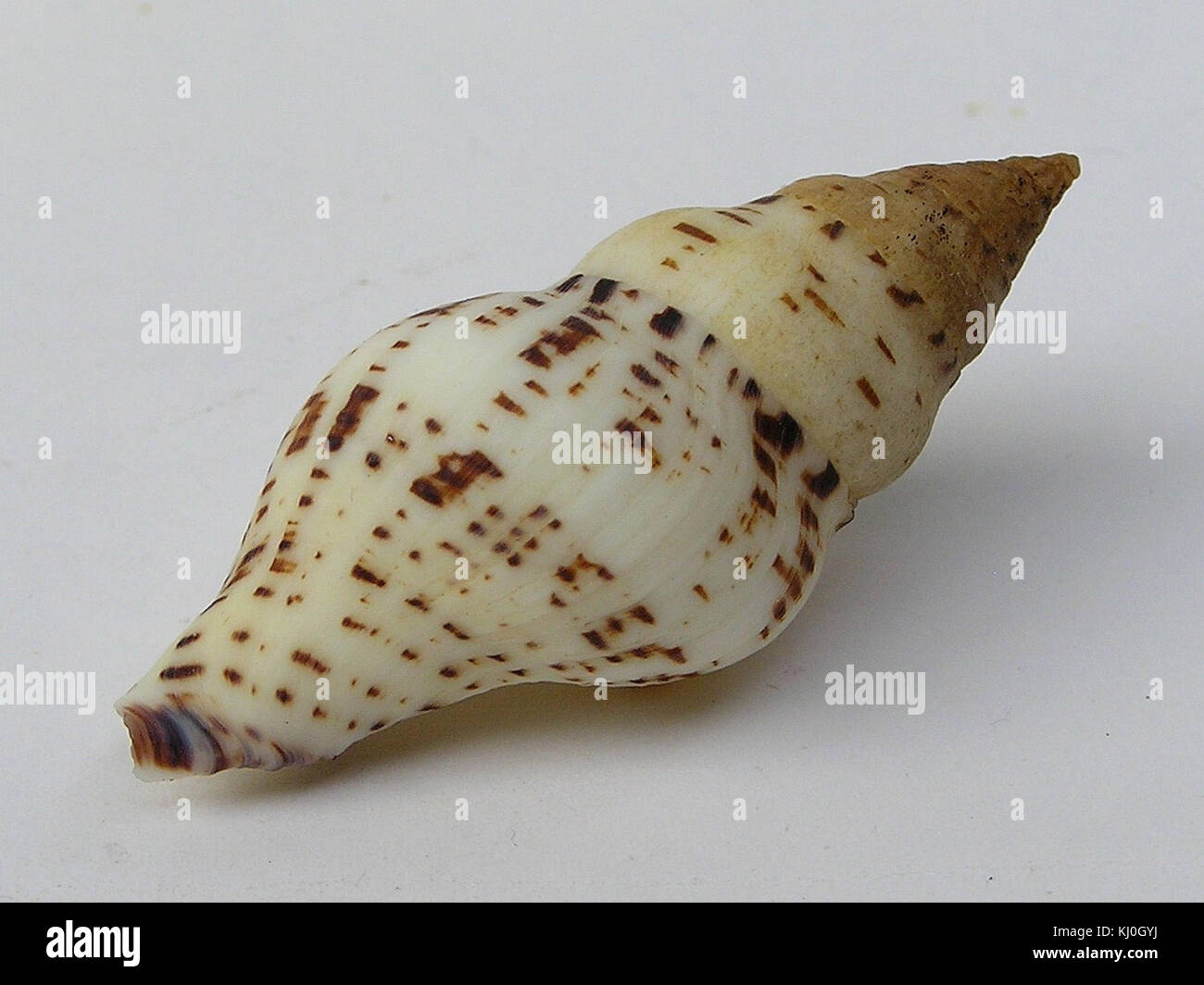 Euthria calypso 001 Stock Photo - Alamy