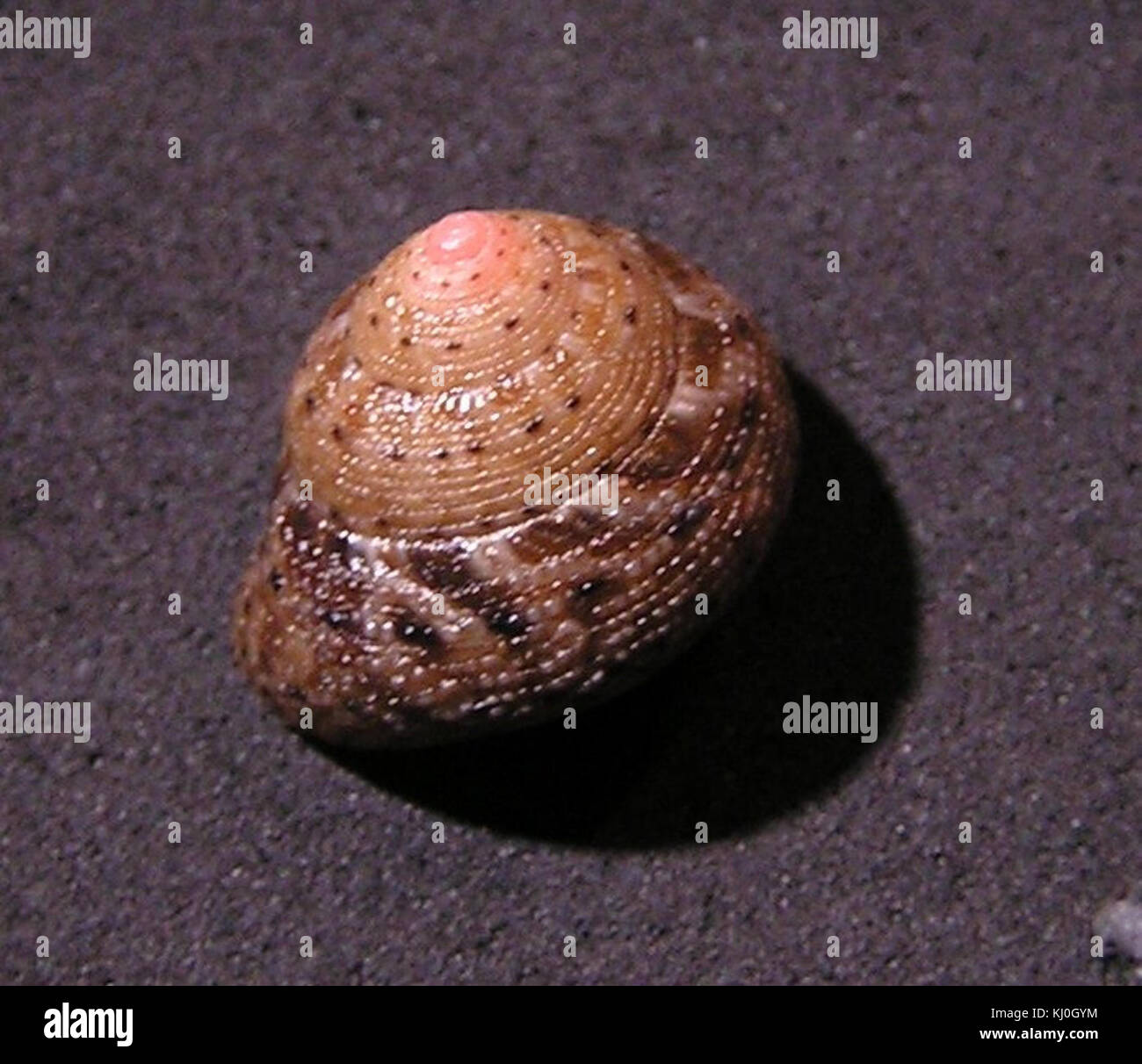 Clanculus atricatenus 001 Stock Photo - Alamy