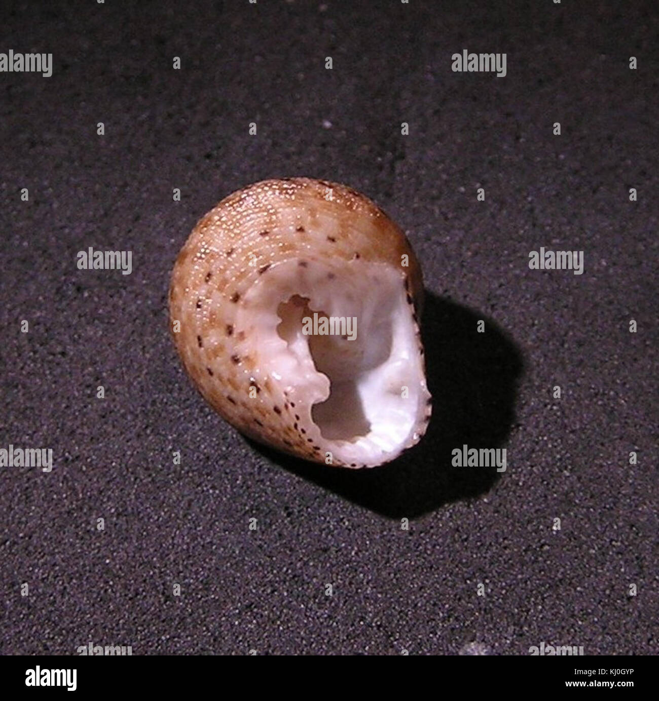 Clanculus atricatena 002 Stock Photo - Alamy